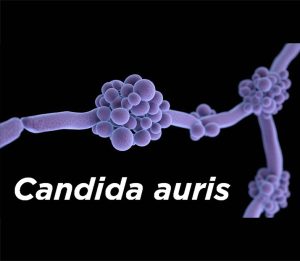 Candida auris: A Serious Global Threat | Surfacide | UV-C Microbial ...